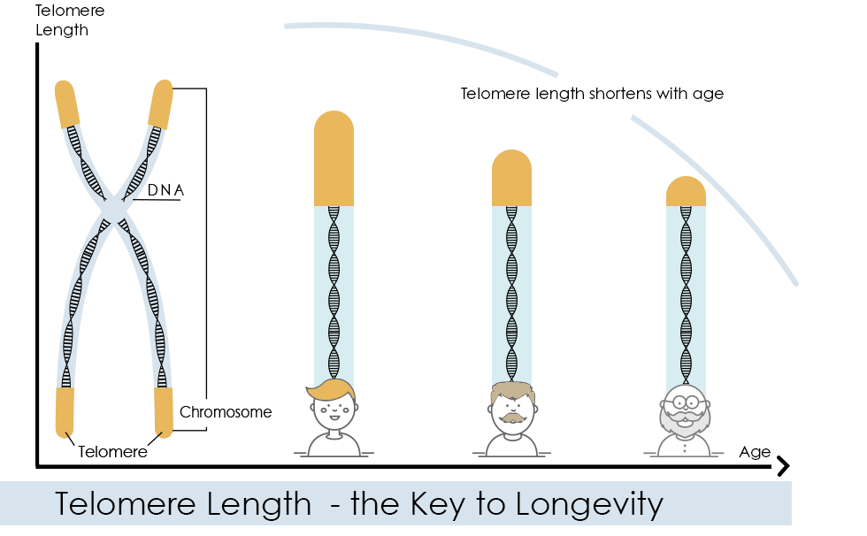 SelenoQ10 with selenium and coenzyme Q10